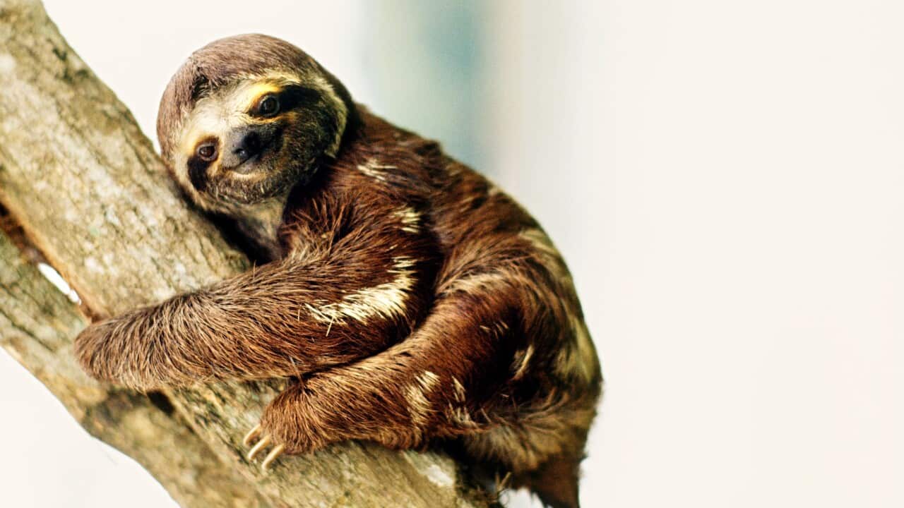 sloth handsome