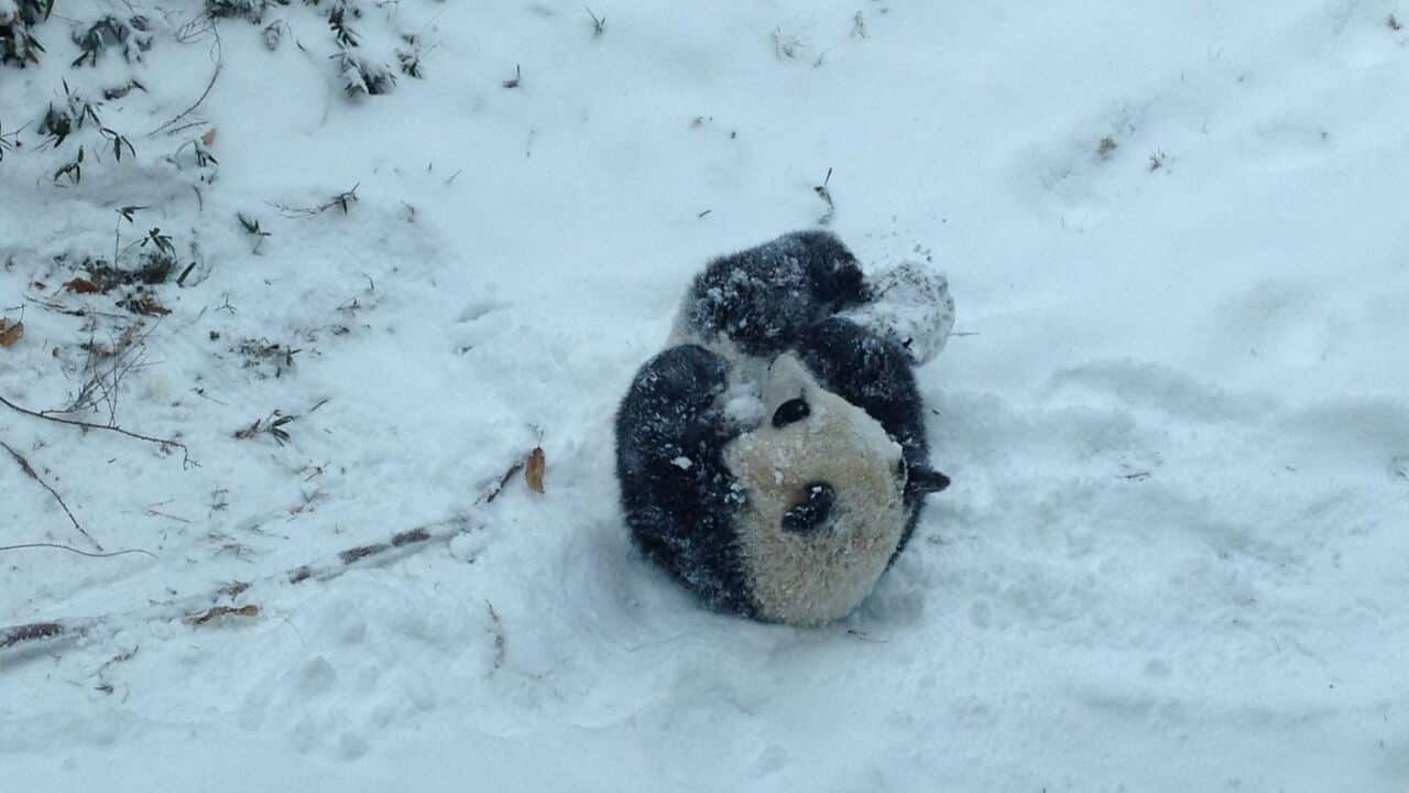 cute panda rolling