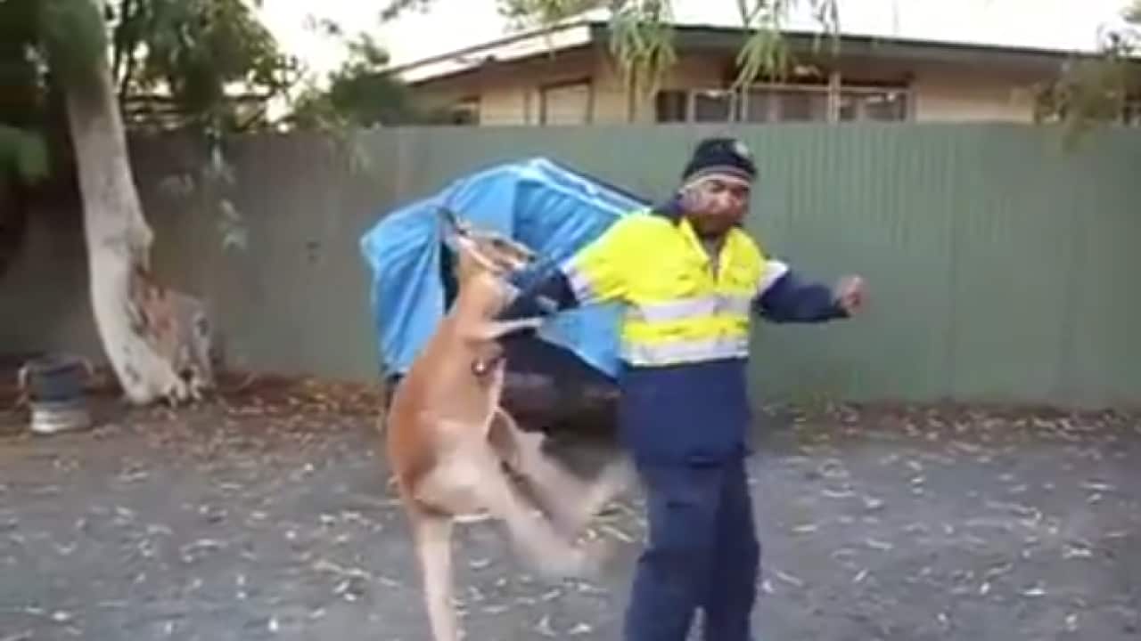 boxing with kangaroo