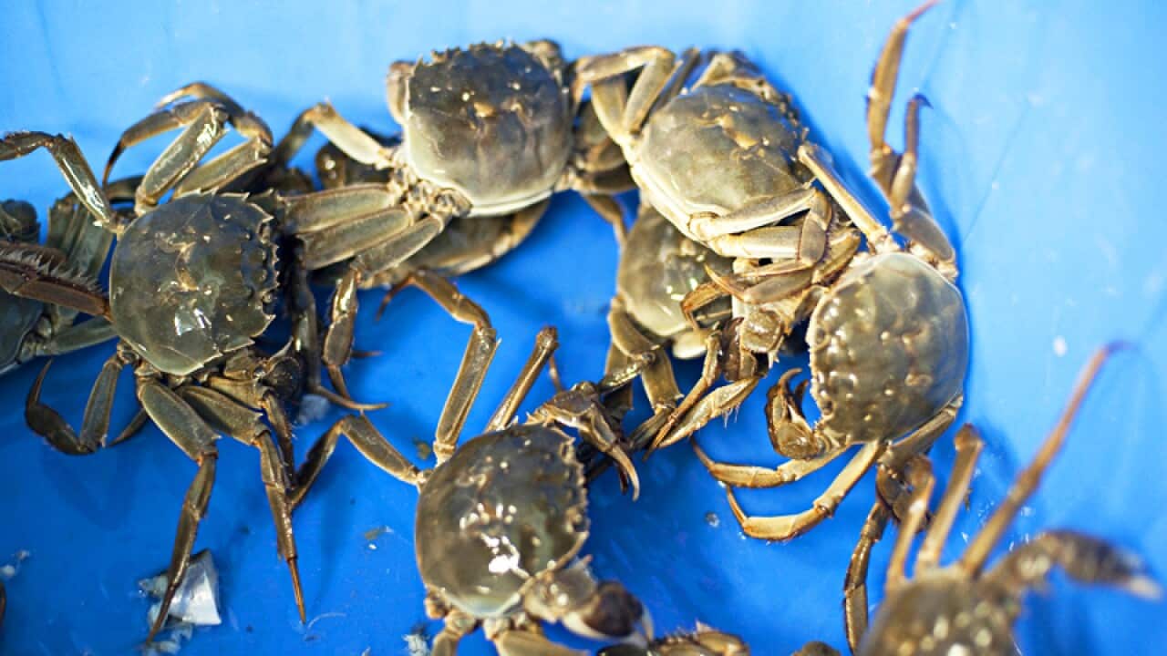 how to cook crab blue swimmer