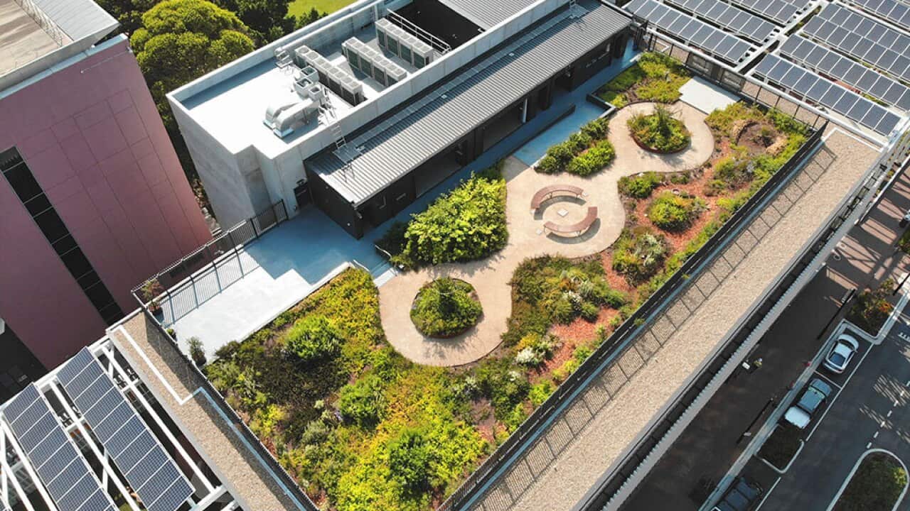 Yerrabingin - Australia's First Indigenous Roof Garden | SBS Indonesian