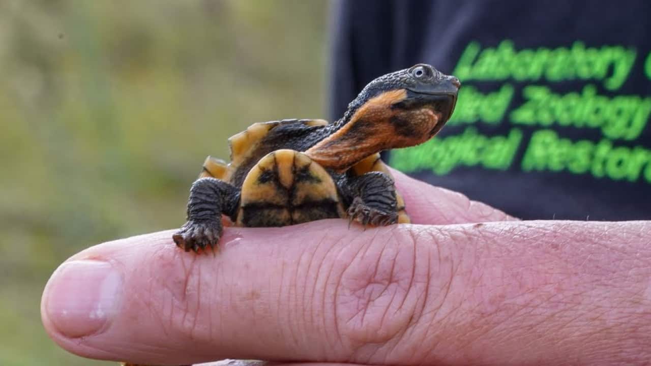 australian turtles