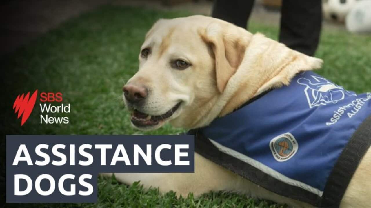 Assistance Dogs Australia grows to meet demand from people with ...