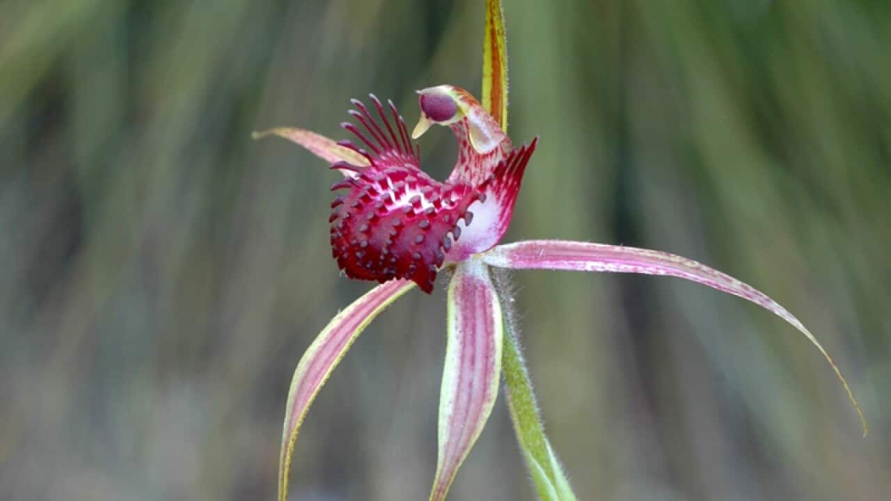 red spider orchids