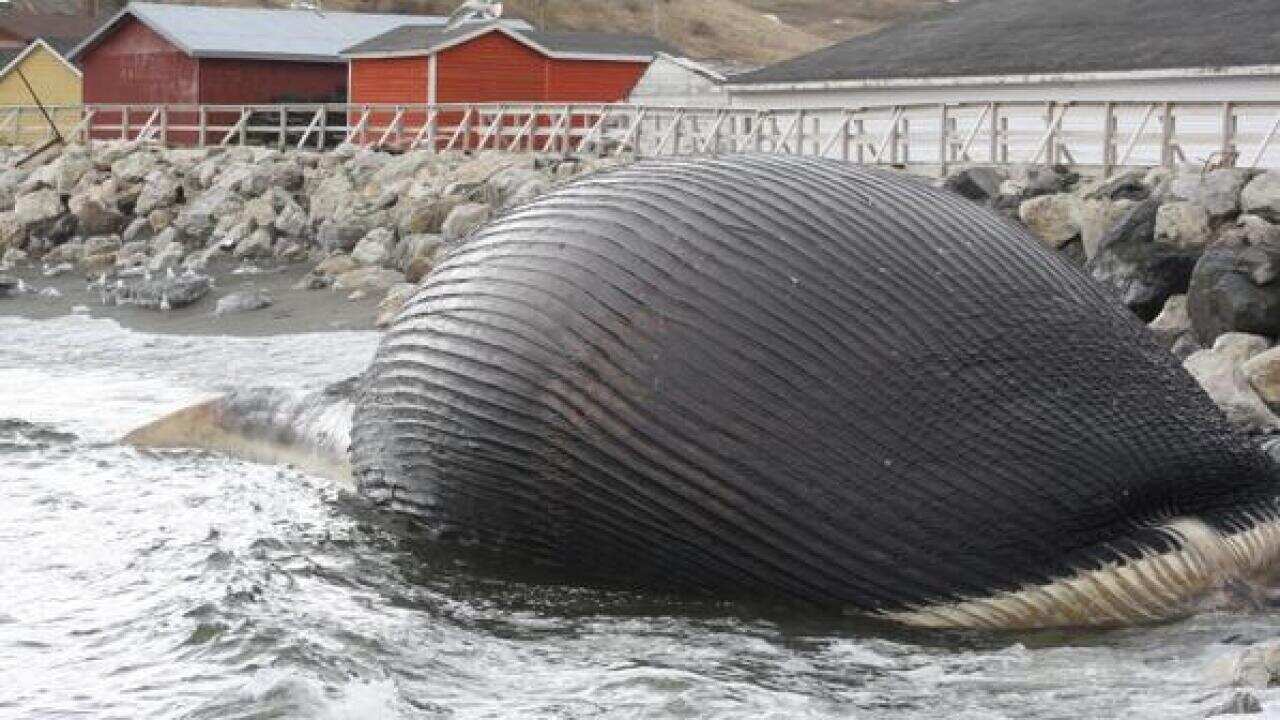 exploded sperm whale
