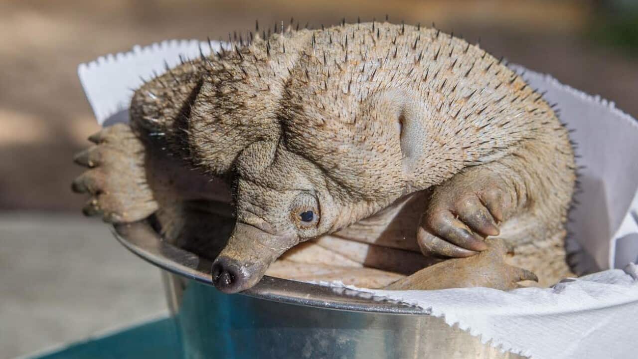 puggle echidna