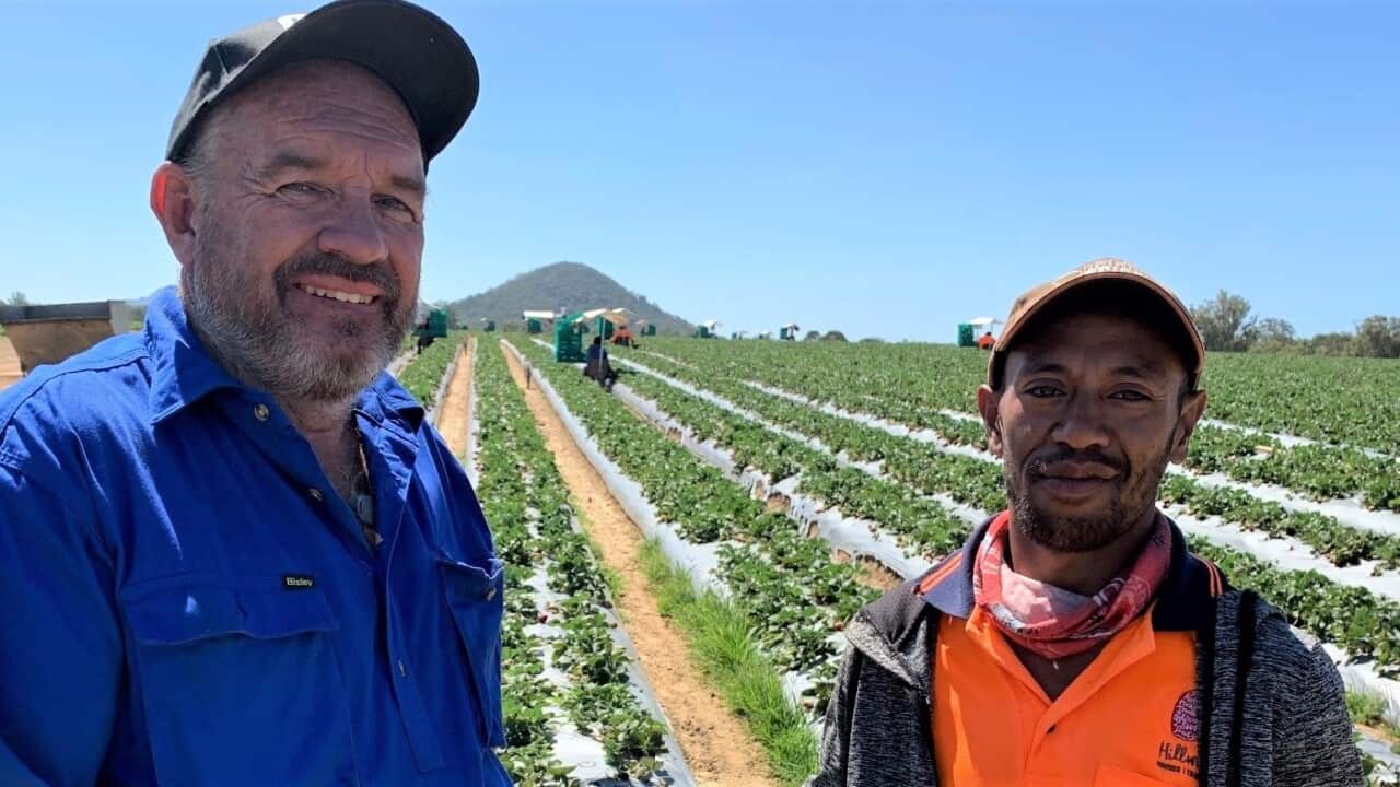Australia's strawberry farmers are crying out for more seasonal workers ...
