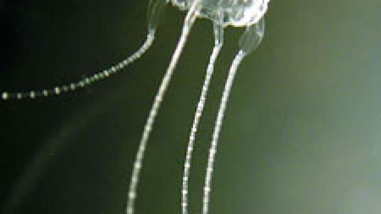 Swimmers warned deadly irukandji jellyfish moving south | SBS News