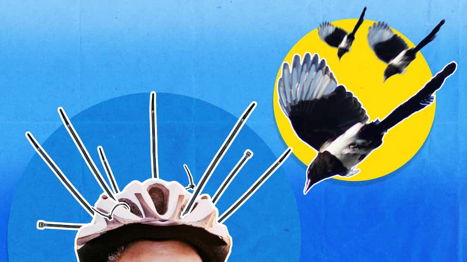 Magpie swooping season is here – but to these birds, not all humans are ...