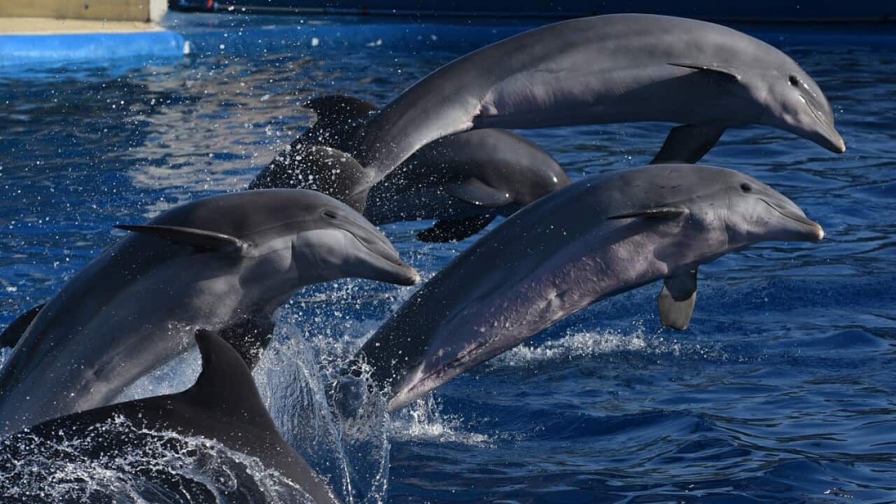 working dolphins