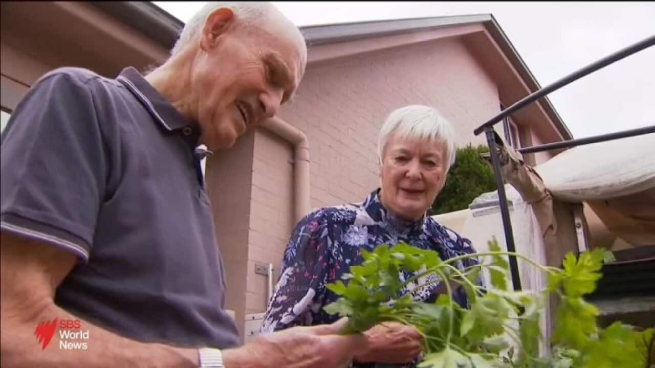 New Australian trial could delay dementia onset I SBS News | SBS News