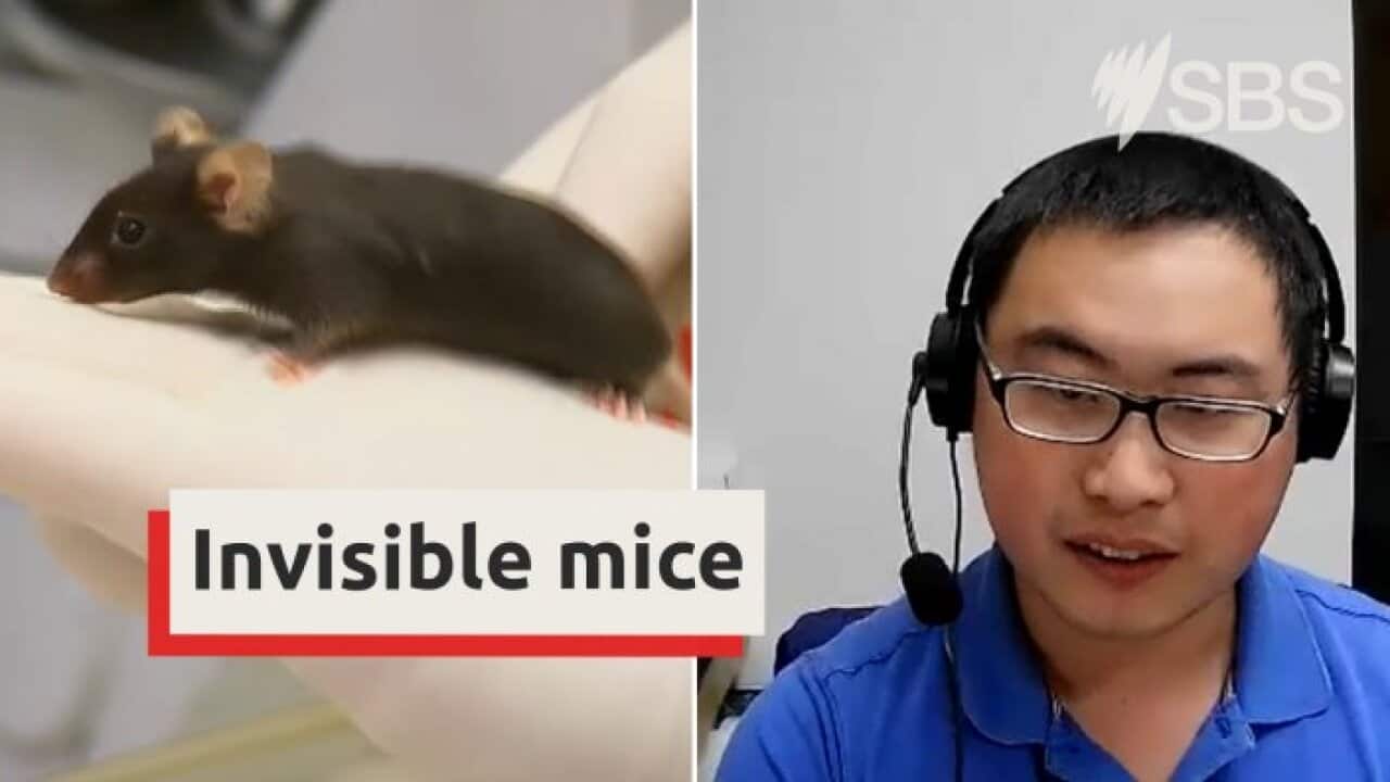 How food dye could make mice invisible and help optical imaging | SBS ...