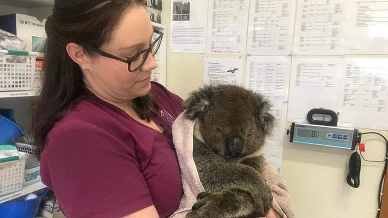 koala bite