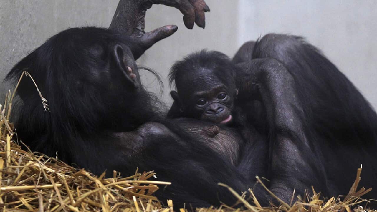 black monkey yawning