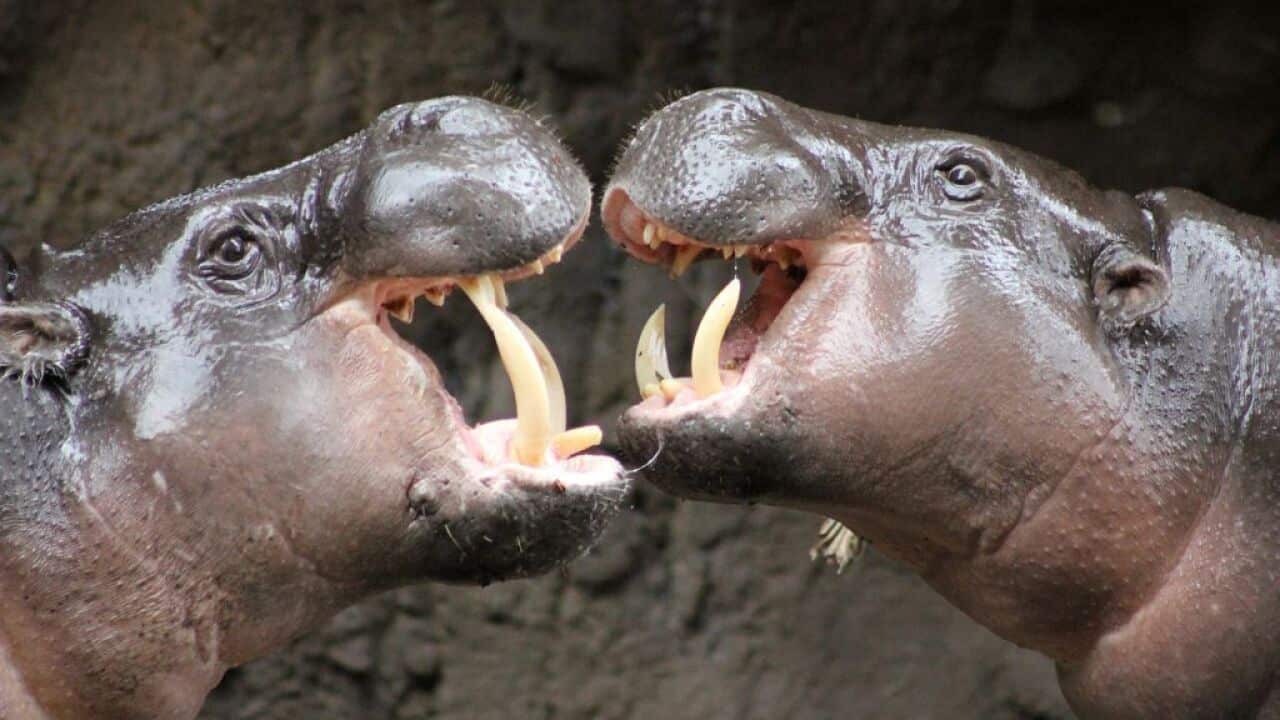 hippos making out