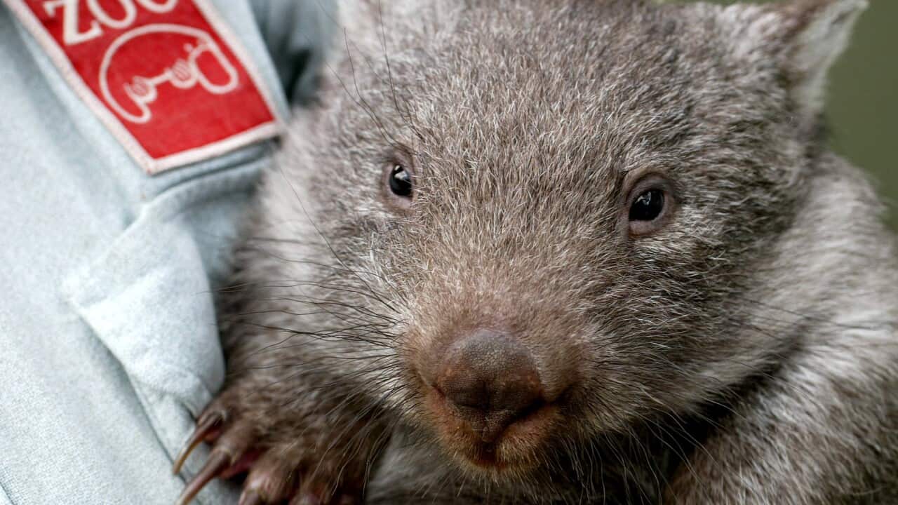 red wombat