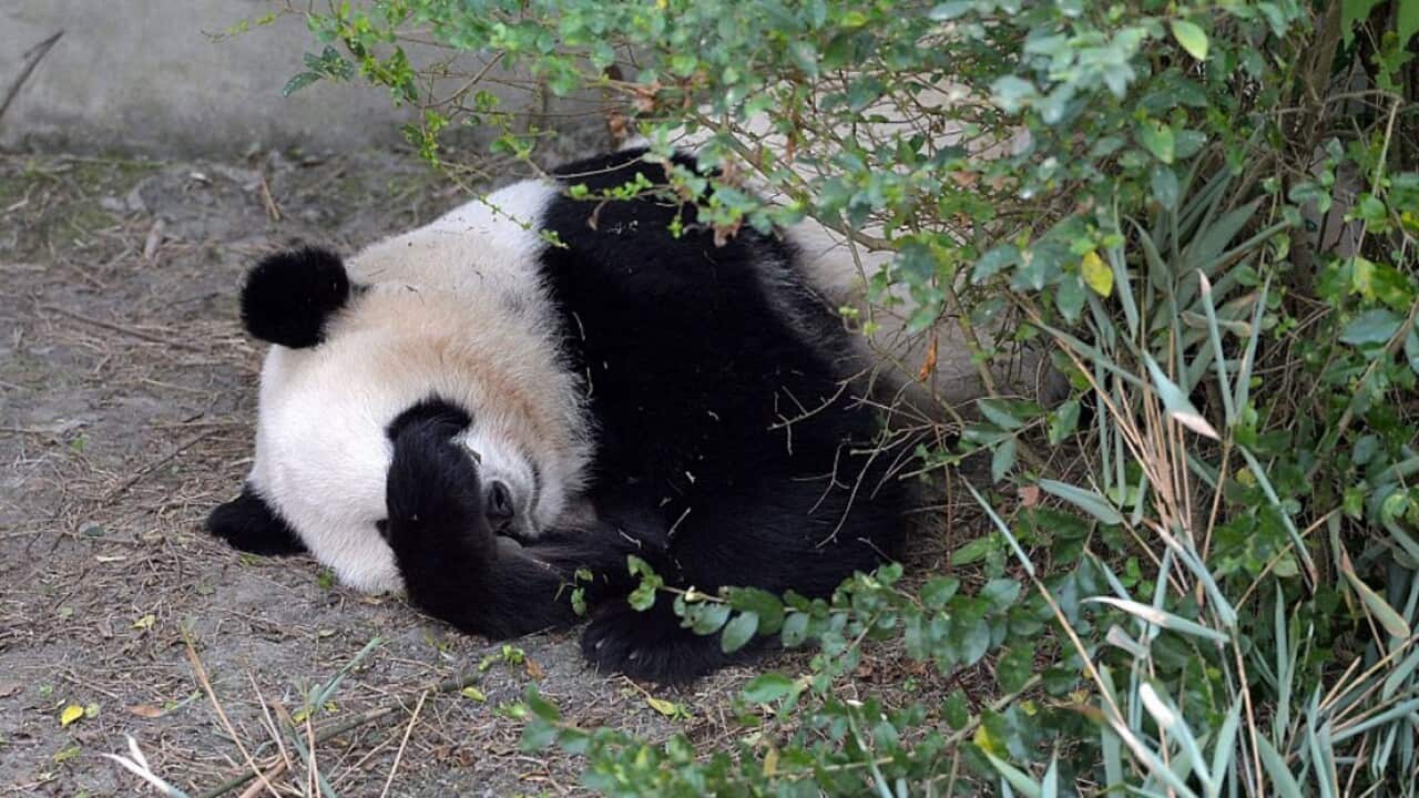 awkward panda