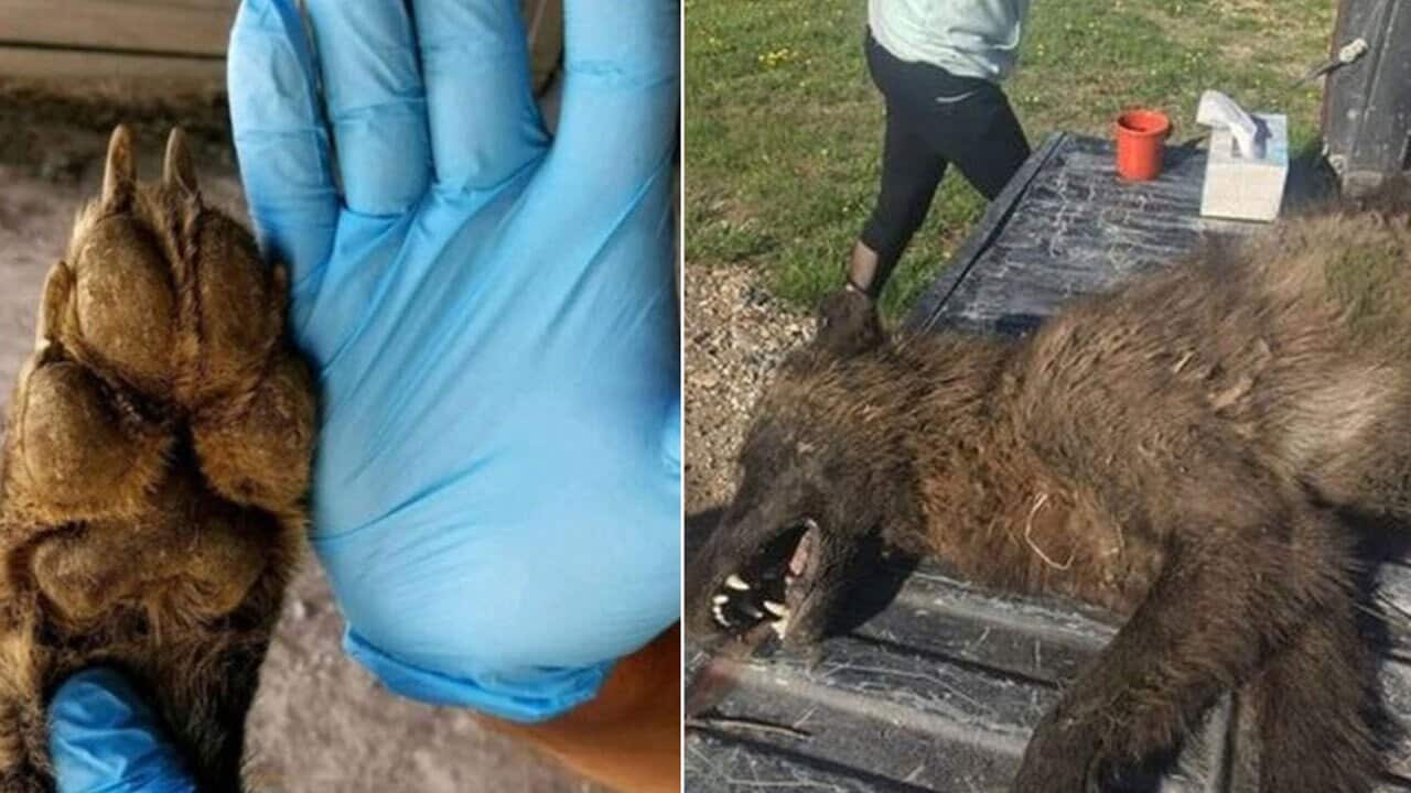 unknown wolf creature