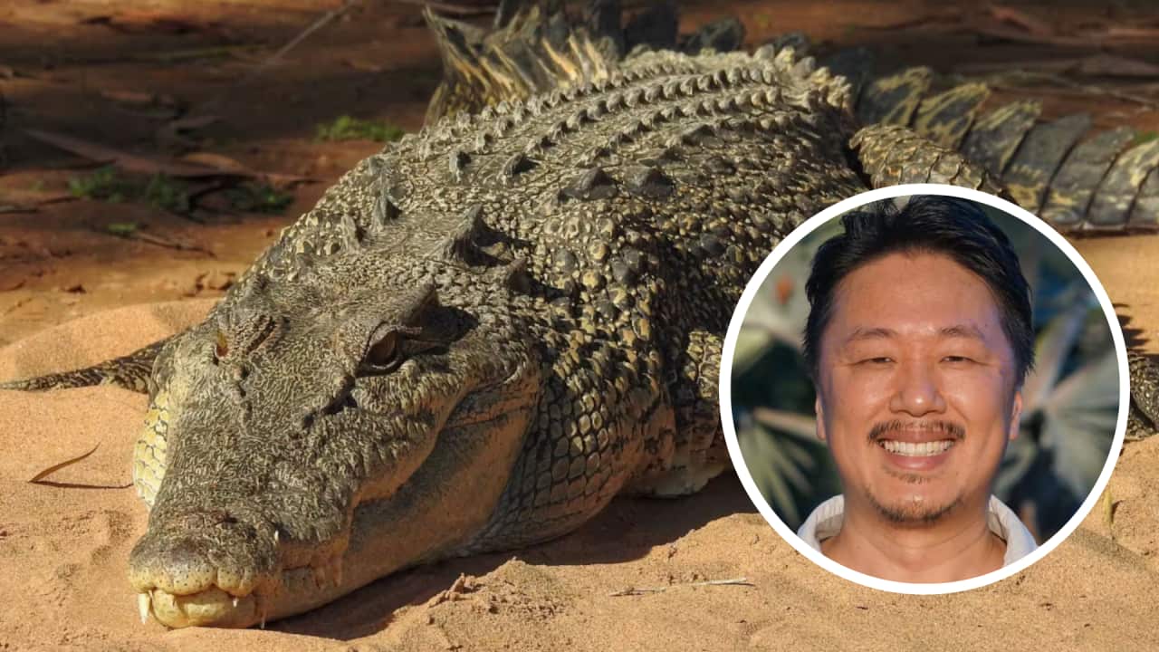 From personal passion to the future of crocodiles: Yusuke Fukuda’s ongoing research in the ...