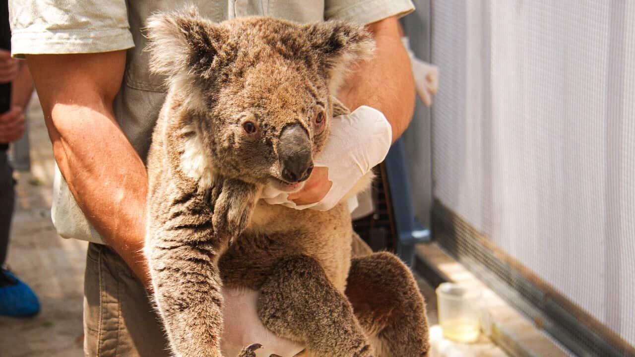 koalas saved