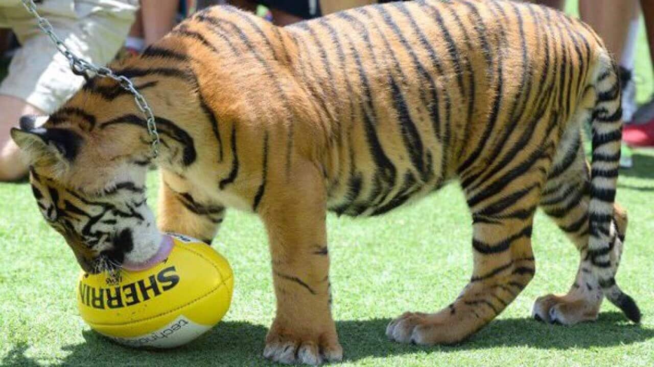 aussie tiger