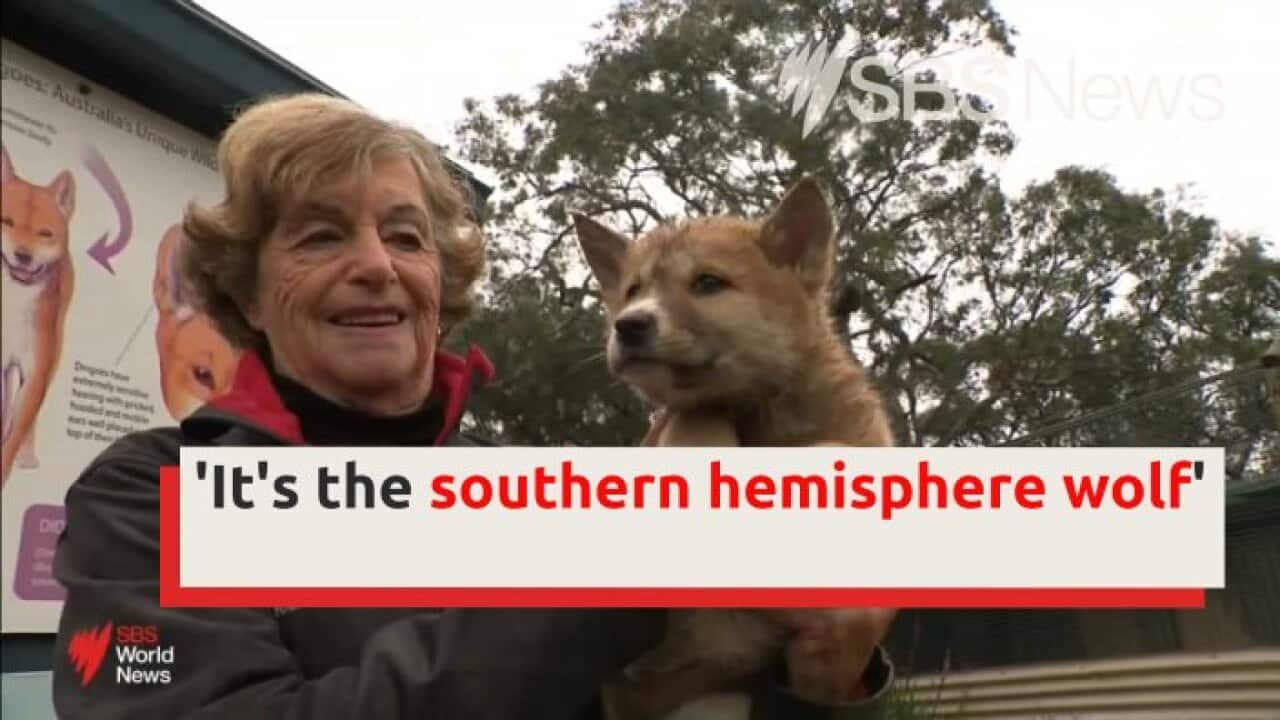 Ancient dingo DNA reveals they share little ancestry with modern dogs I ...