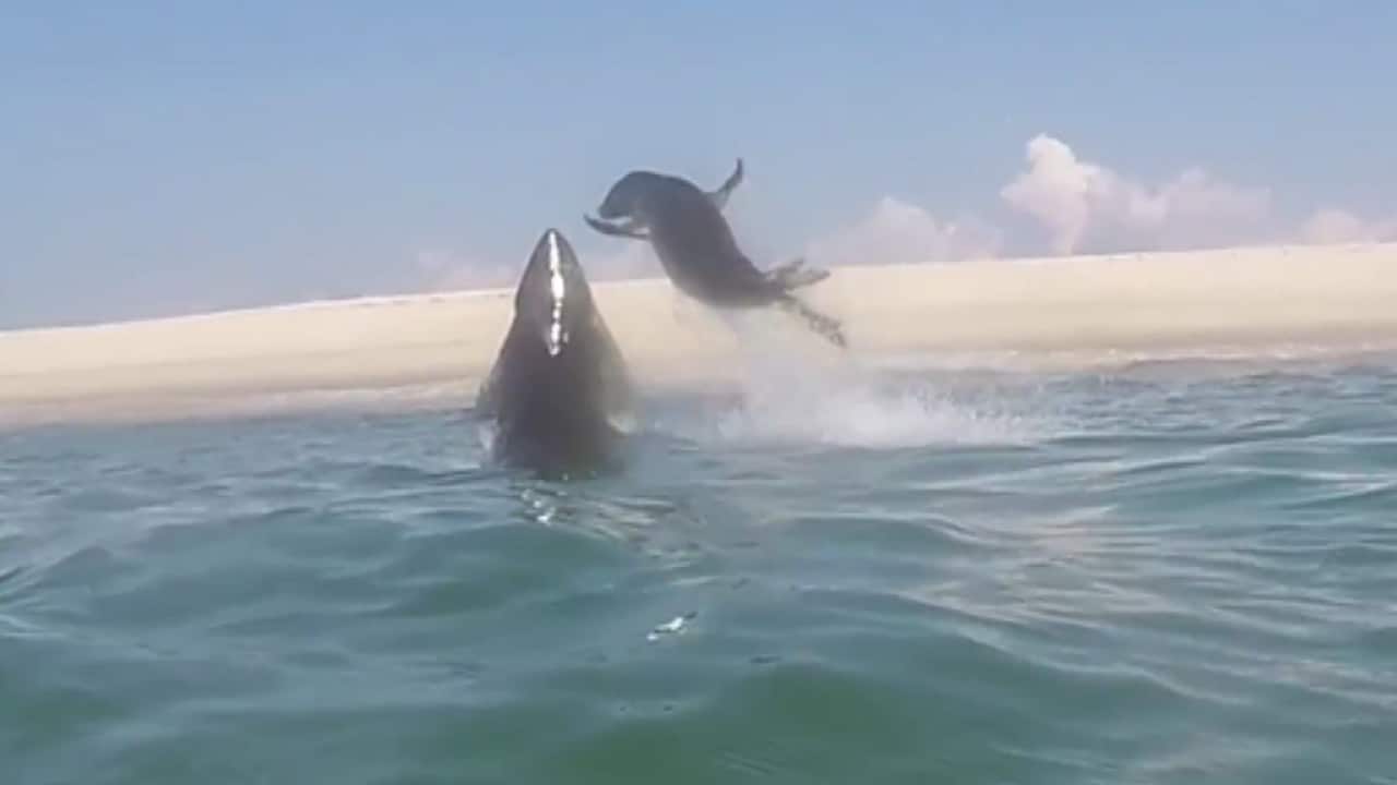 shark attack seal
