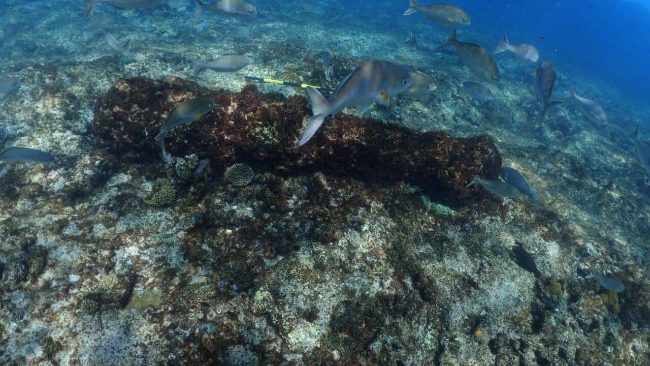 Aan Boord: Sloepie en de Zeewijk | SBS Dutch