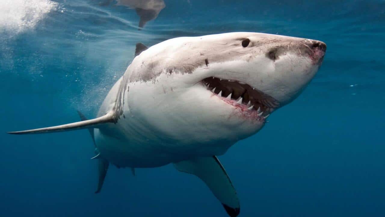great white australia news