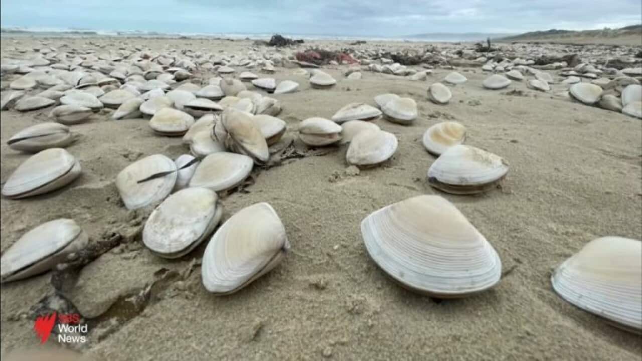 Mysterious mass wash-up of dead cockles on SA beach prompts ...