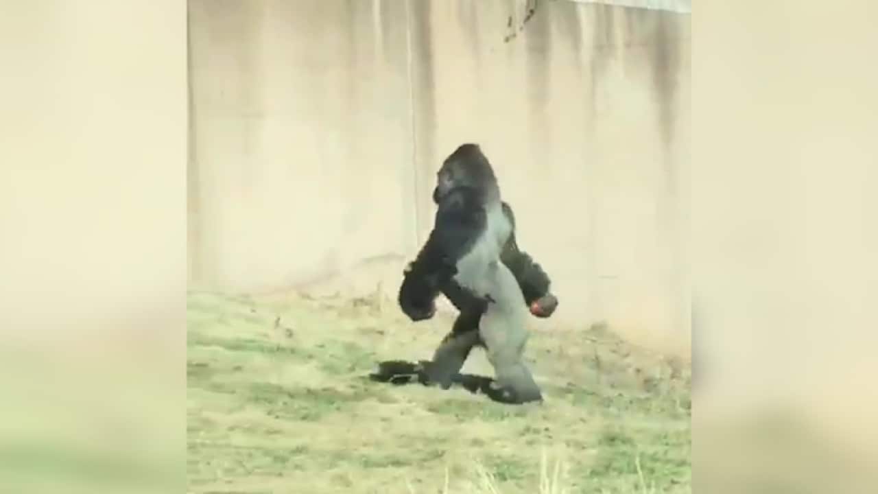 gorilla hands walking