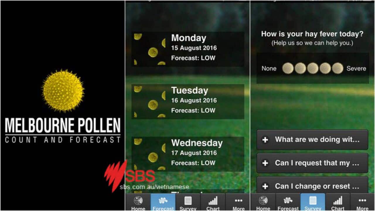 Pollen Count app: Giúp bạn đo độ dày đặc của phấn hoa | SBS Vietnamese