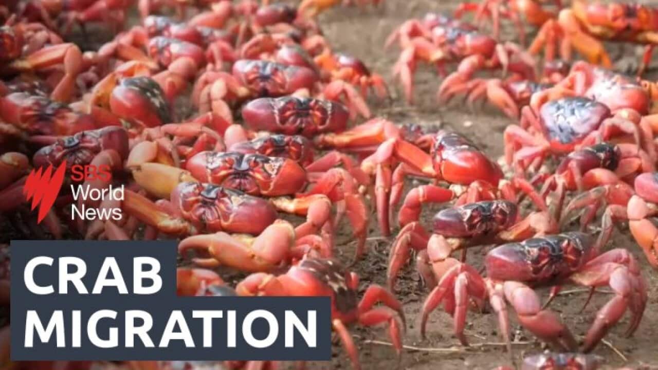 Annual red crab migration on Christmas Island I SBS News | SBS News