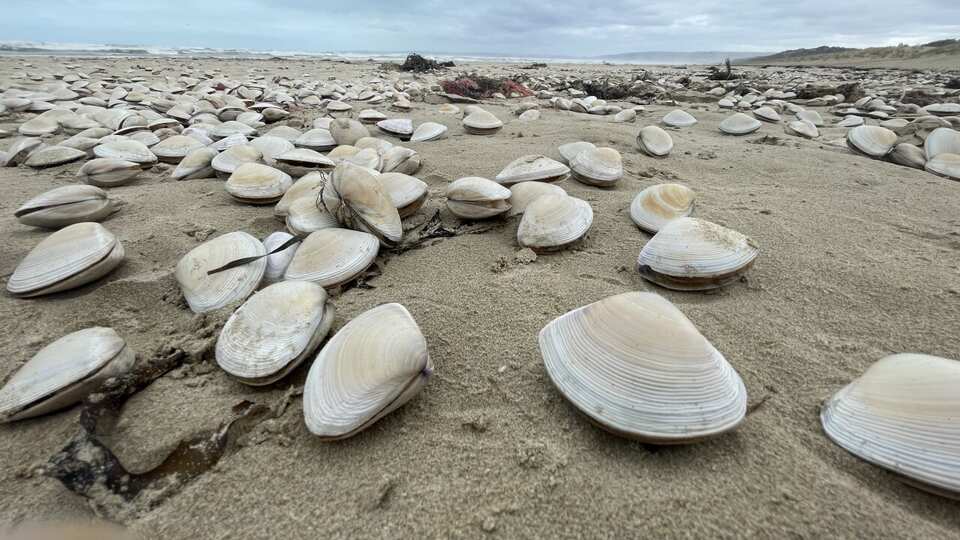 Pipis, octopi, starfish and more have died en masse in South Australia ...