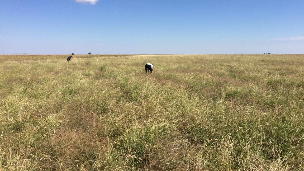 Gamilaraay Country good ground for native grains production, new study ...