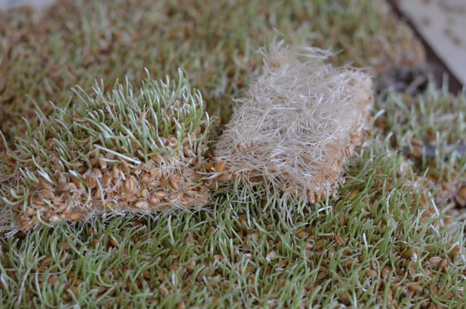 Uzbekistan's comforting sumalak dish stands the test of time | SBS Food