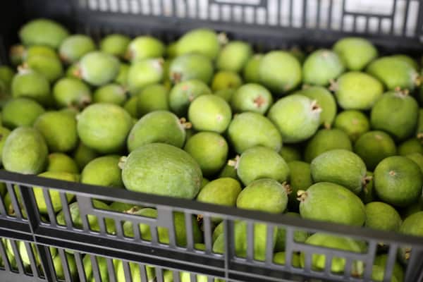 Feijoa is the superfruit you’ve probably never heard of (unless you’re ...