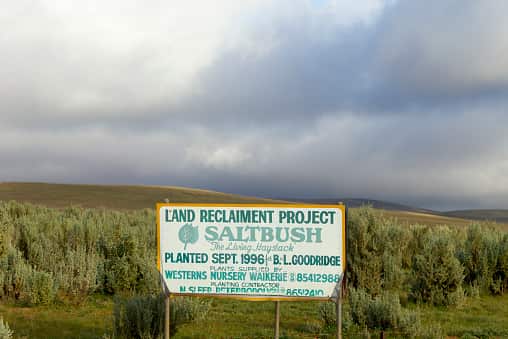 Pass the saltbush: Is this one of Australia's best herbs? | SBS Food