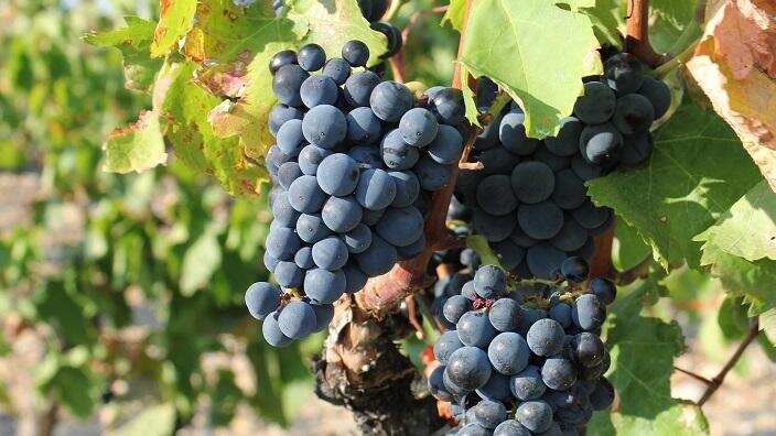 How to read a French wine label | SBS Food