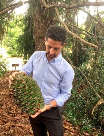 These giant bunya nuts are a key Indigenous food as well as snacks for ...