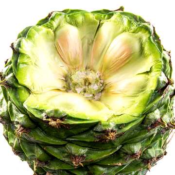 These giant bunya nuts are a key Indigenous food as well as snacks for ...