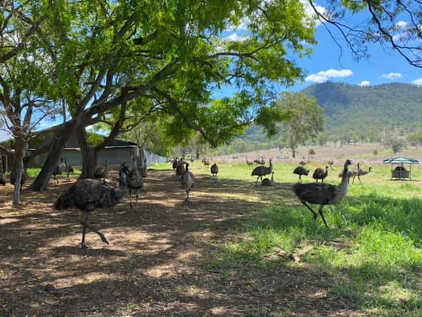 How to cook with emu meat | SBS The Cook Up with Adam Liaw