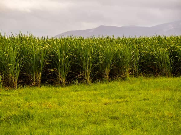 What you need to know about the different types of sugar | SBS Food