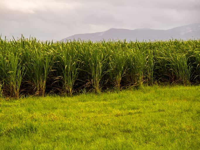 What you need to know about the different types of sugar | SBS Food