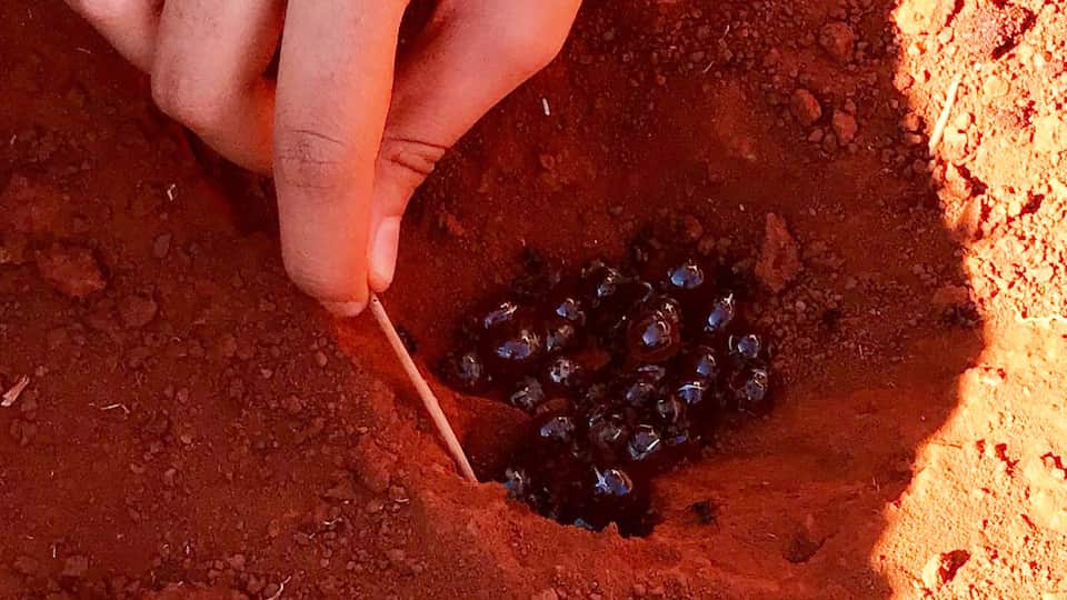 These sweet Australian ants are "the best honey you've ever tasted ...