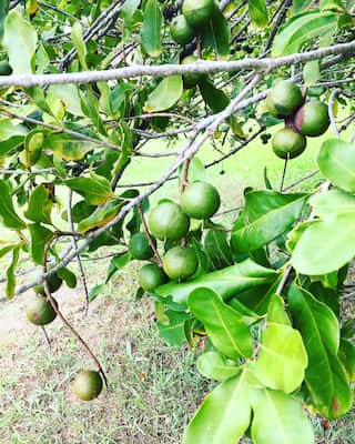 Everything you need to know about Australia's native nut | SBS Food
