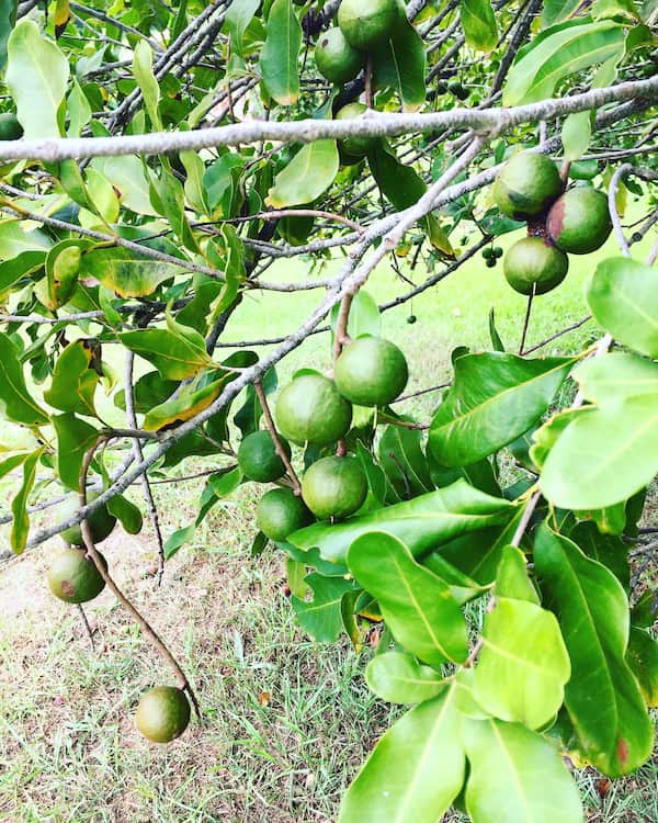 Everything you need to know about Australia's native nut | SBS Food