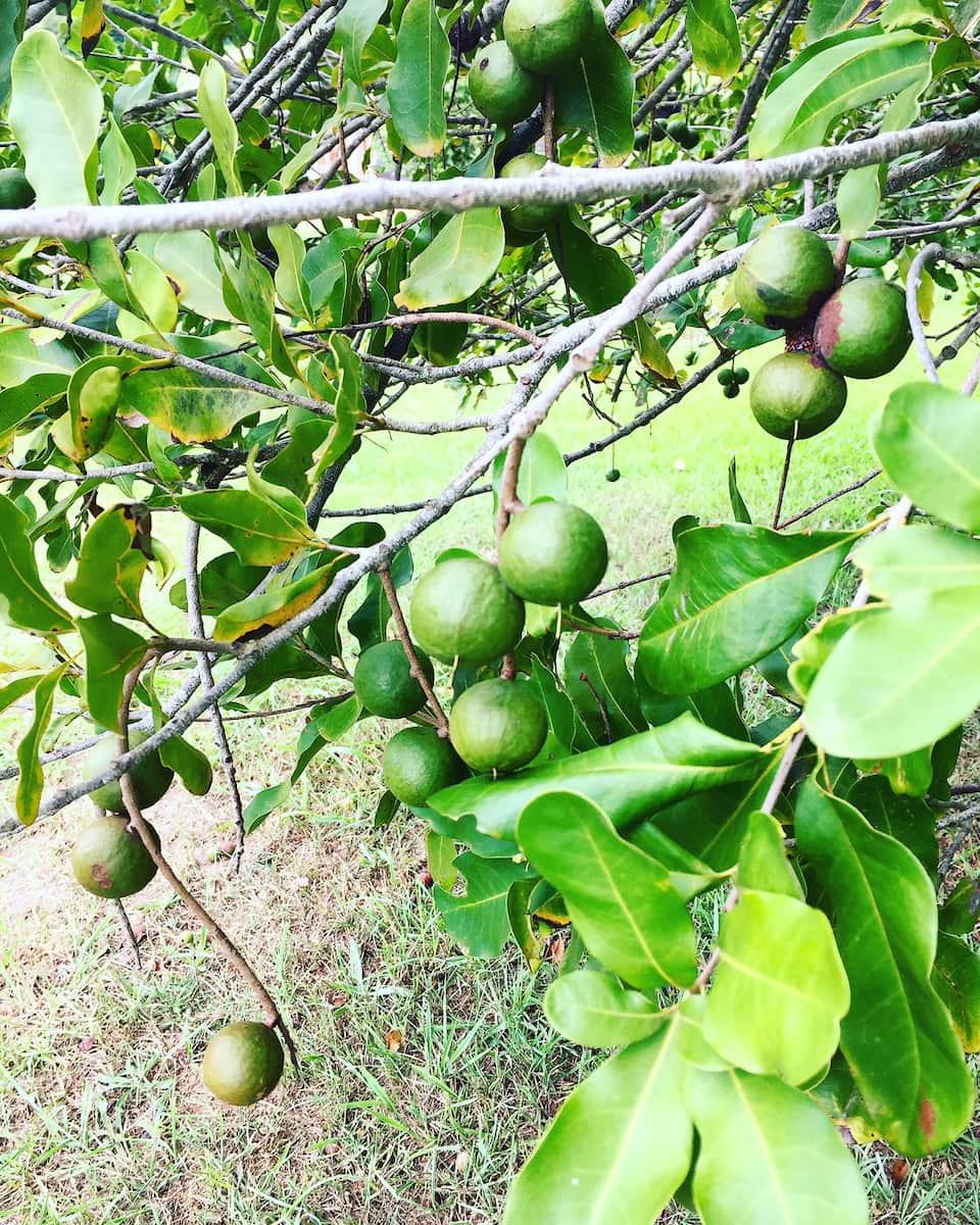 Everything you need to know about Australia's native nut | SBS Food