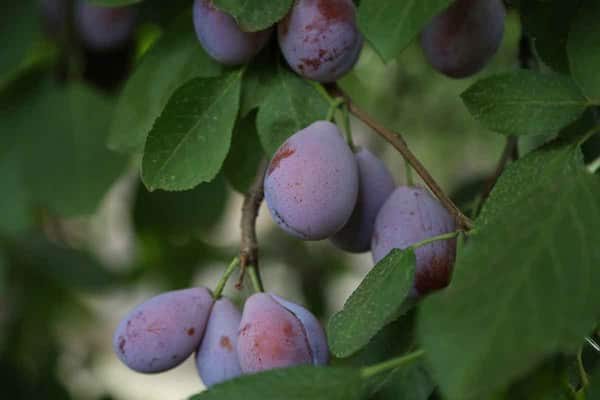 If prunes make you ‘go’, you might be eating them wrong | SBS Food