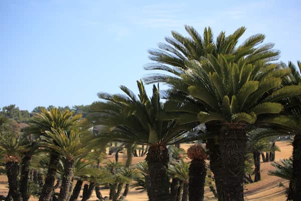 8 things you may not know about sago | SBS Food
